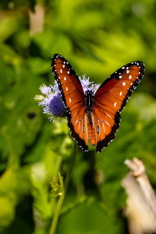 Queen Butterfly Resting on a Purple Bloom Stock Photo - Image of insect ...