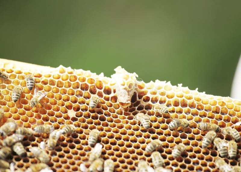 Queen Bee Cell Home with Royal Jelly Stock Image - Image of queen, cell ...