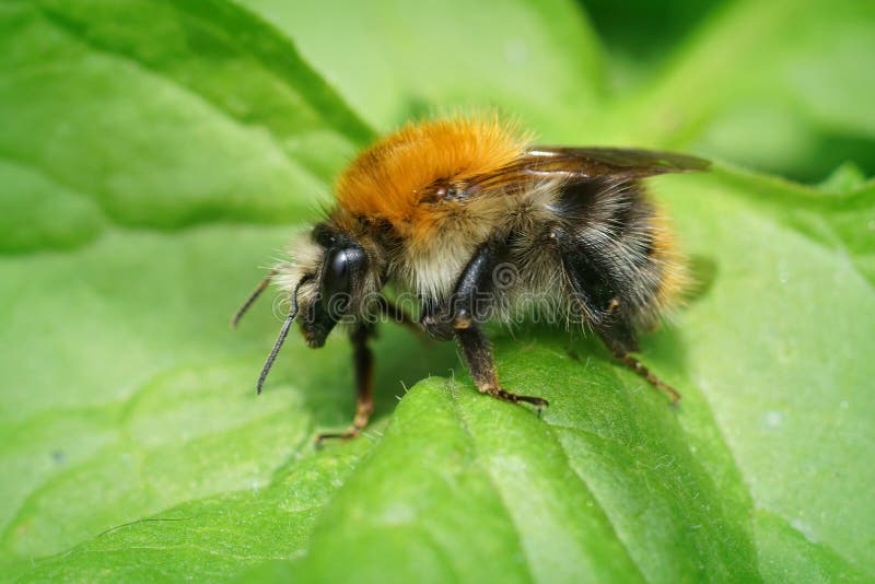 Queen Common Carder Bee Resting on a Green Leaf Stock Photo - Image of ...