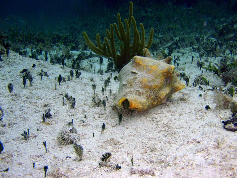 Queen conch stock image. Image of angelfish, blue, biology - 15284063