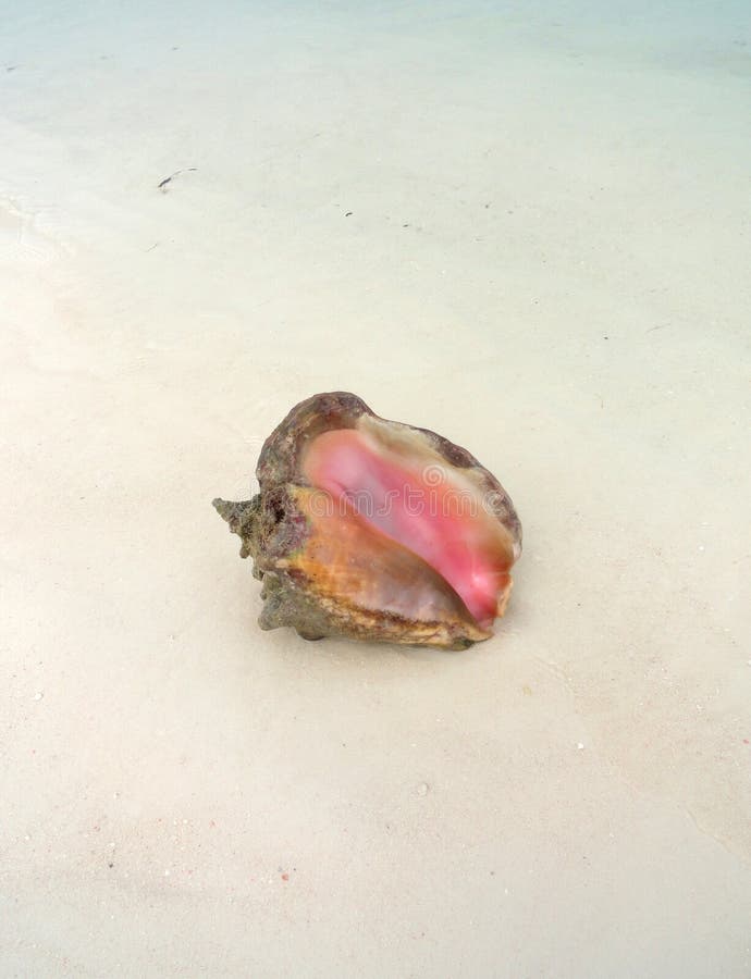 Queen Conch stock photo. Image of conch, underwater, blue - 34663644