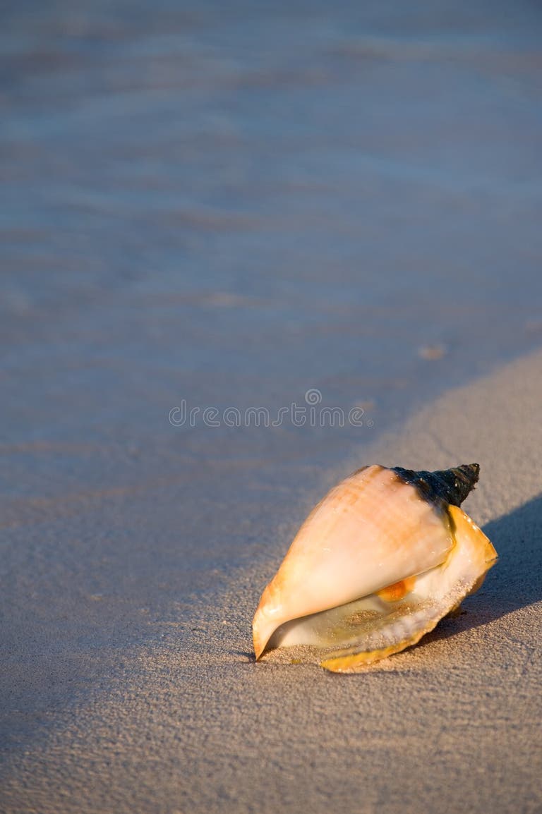 Florida Beach Queen Conch Shell Stock Photos - Free & Royalty-Free ...