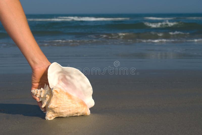Queen Conch Shell stock photo. Image of vacation, shell - 6041474