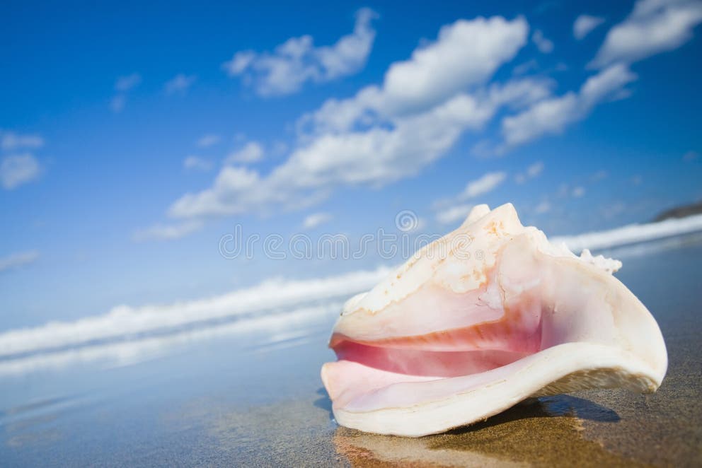 Queen Conch Shell stock image. Image of queen, water - 19078875