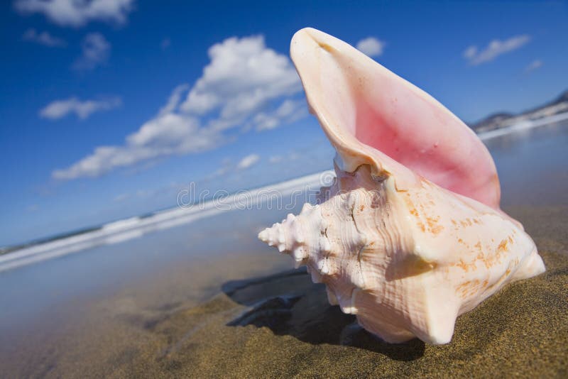 Exotic Seashell stock photo. Image of empty, seashell - 19078964