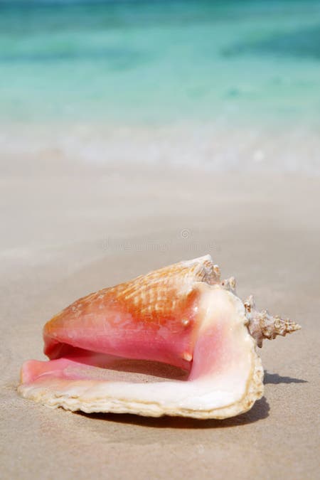 Queen Conch Shell stock photo. Image of vacation, shell - 6041474