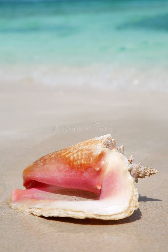 Queen Conch Shell stock photo. Image of vacation, shell - 6041474