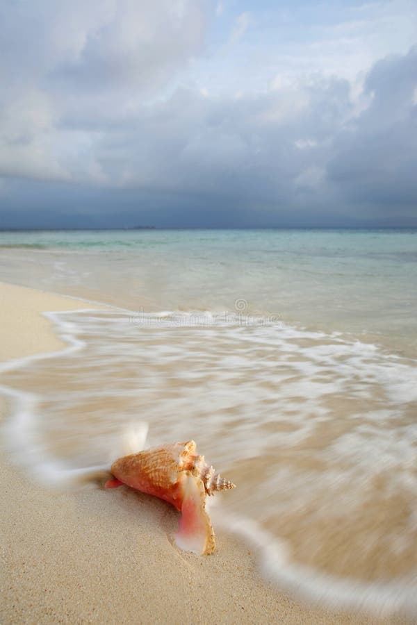 Beach Conch stock image. Image of ocean, caribbean, paradise - 239393
