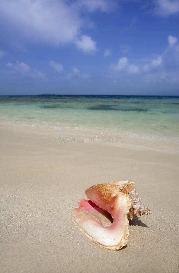 Queen Conch Shell stock photo. Image of vacation, shell - 6041474