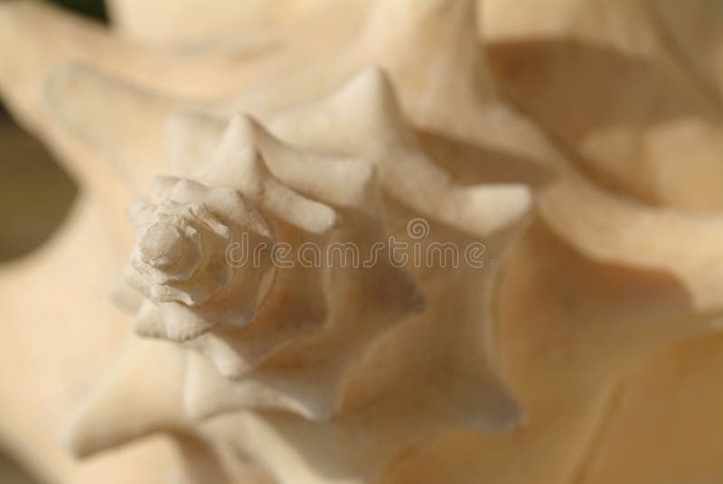 Queen conch shell detail. stock image. Image of point - 5554795