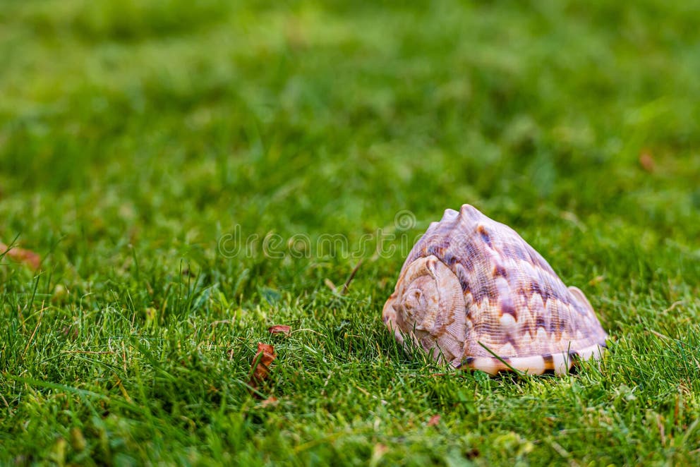 Queen Conch Shell in the Green Grass Stock Image - Image of life ...