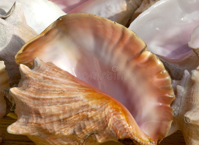 Bahamas sea shells stock photo. Image of tourist, bahamas - 808592