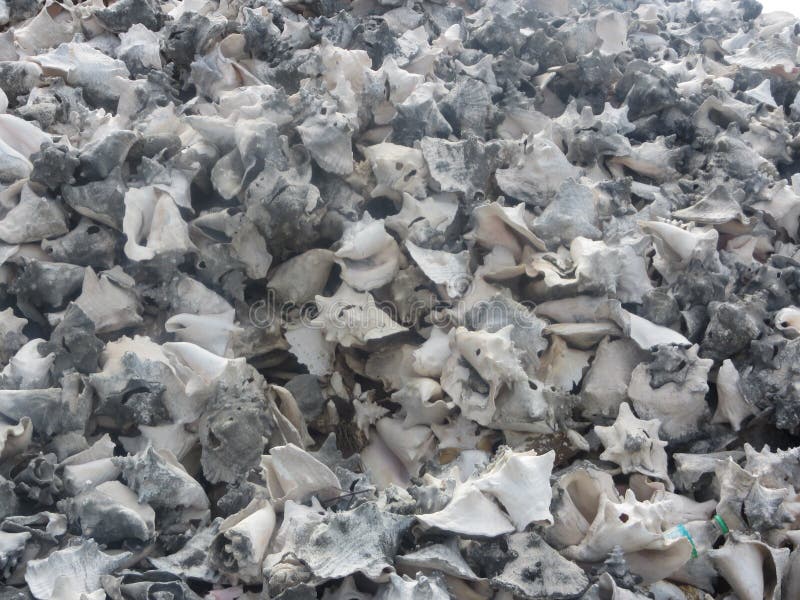 Queen conch shells stock image. Image of species, shells - 72813585