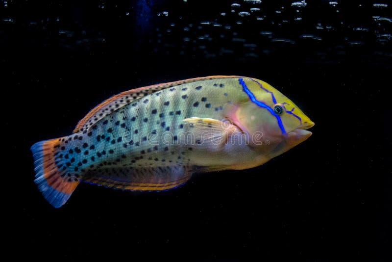 Queen coris stock image. Image of aquarium, reef, organism - 228528175