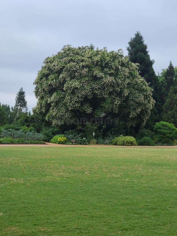 Queen crepe myrtle stock photo. Image of queen, tree - 254061446