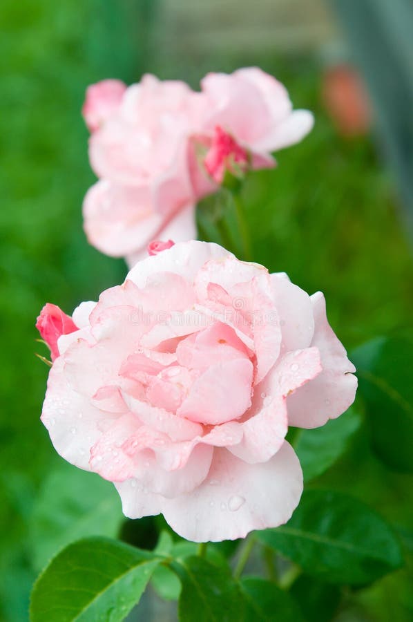 The Queen Elizabeth Rose stock photo. Image of decoration - 41735012