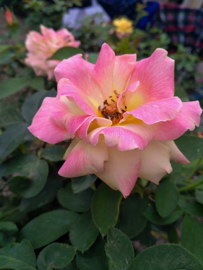 The Queen Elizabeth Rose stock photo. Image of queen - 189138054