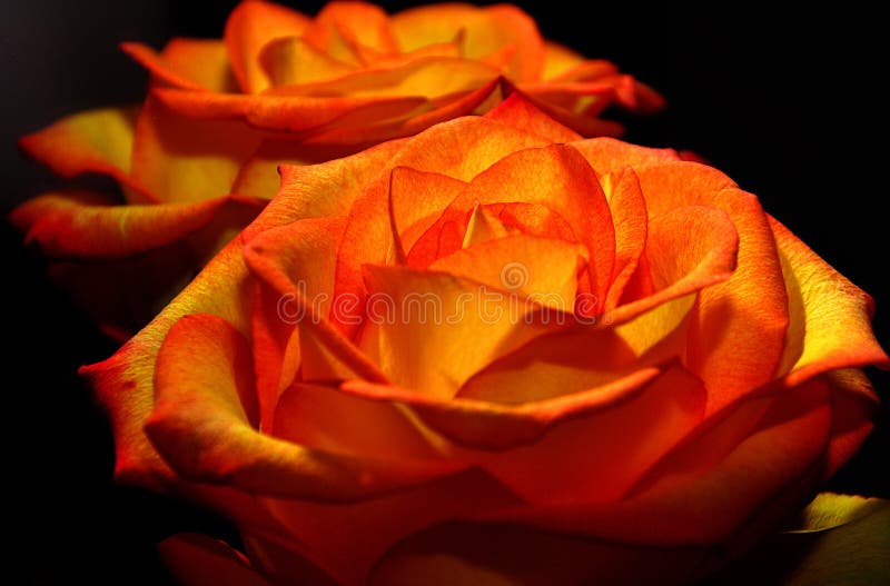 Queen of flowers stock photo. Image of holiday, beauty - 29191918