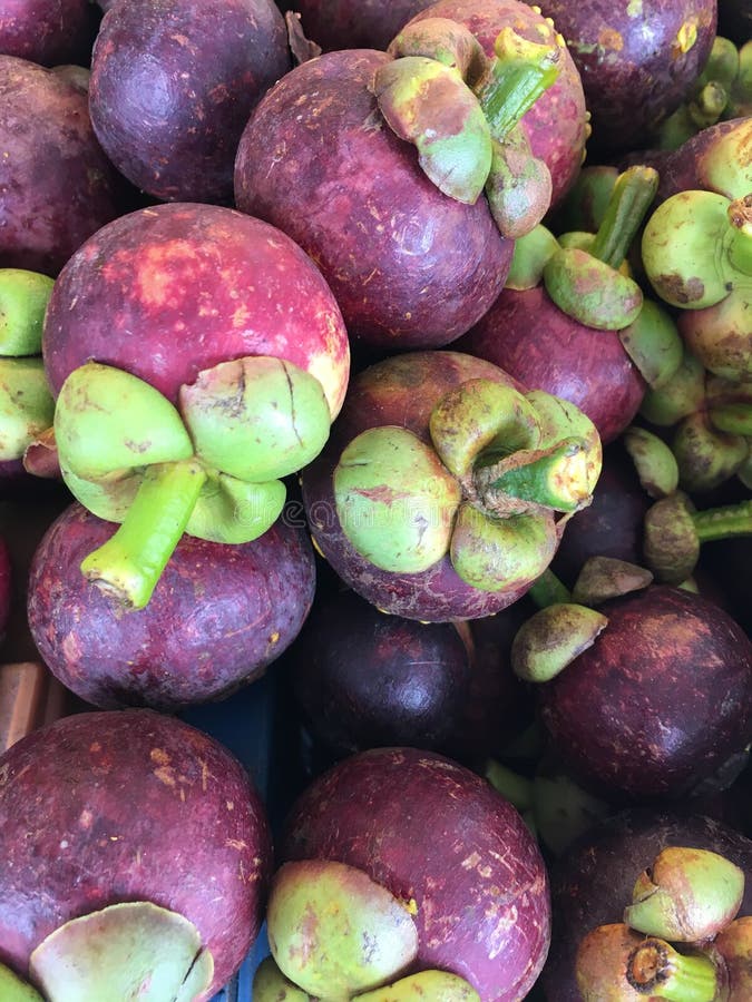 Queen of fruit stock photo. Image of summer, queen, mangosteen - 155385906