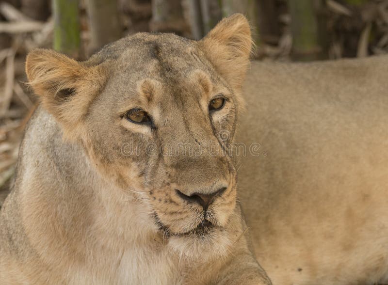 Lioness stock photo. Image of wildlife, lioness, close - 155734504