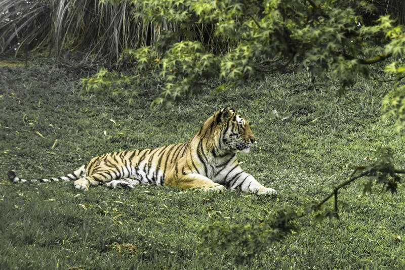 Queen of Jungle stock image. Image of diner, alert, danger - 100958803