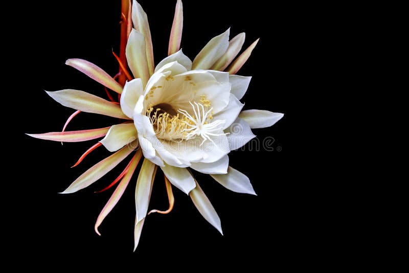 Queen of the Night Flower stock image. Image of queenofthenight - 28848989