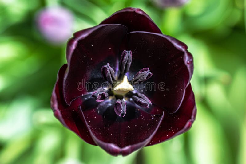 Queen of the Night Tulip stock image. Image of bunch - 247990871