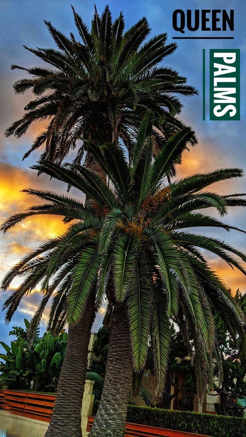 Queen palm trees POSTER stock photo. Image of geology - 339704778