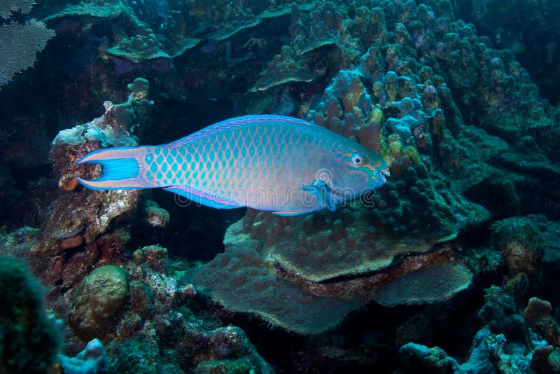 Queen Parrotfish stock photo. Image of underwater, bonaire - 18228290
