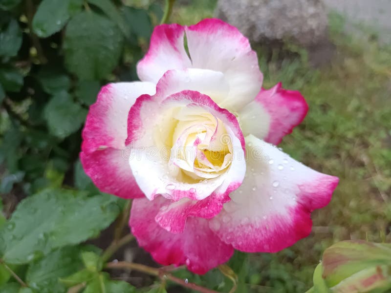 The queen of pink roses stock image. Image of white - 250990579