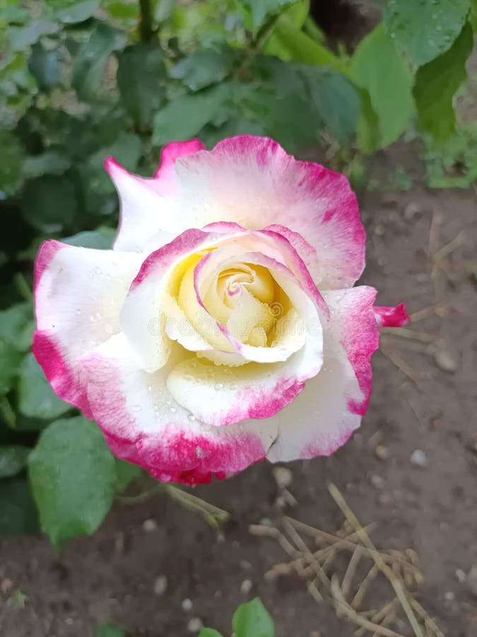 The queen of pink roses stock image. Image of flower - 250990583