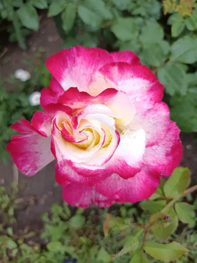 The queen of pink roses stock photo. Image of queen - 250990642