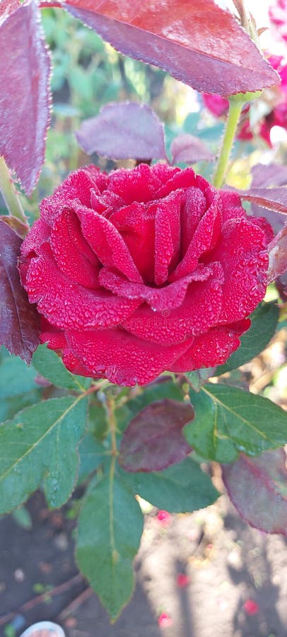 Queen of rose flowers stock photo. Image of rrose, plant - 232600960