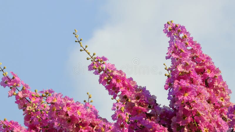 648 Lagerstroemia Queen Crape Myrtle Stock Photos - Free & Royalty-Free ...