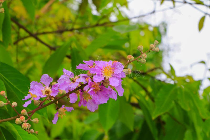 Queen`s Flower, Lagerstroemia Macrocarpa Wall. Purple Beautiful on Tree ...