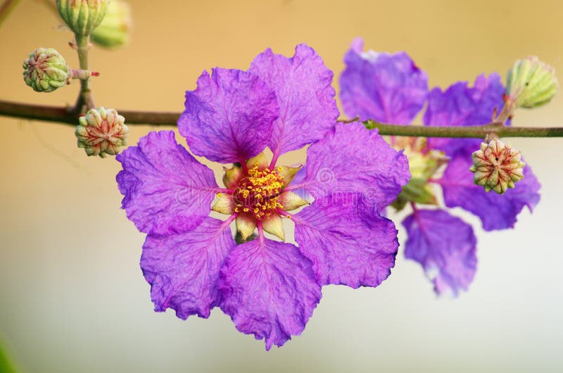 Queen S Flower (Lagerstroemia Speciosa Pers.) Stock Photo - Image of ...