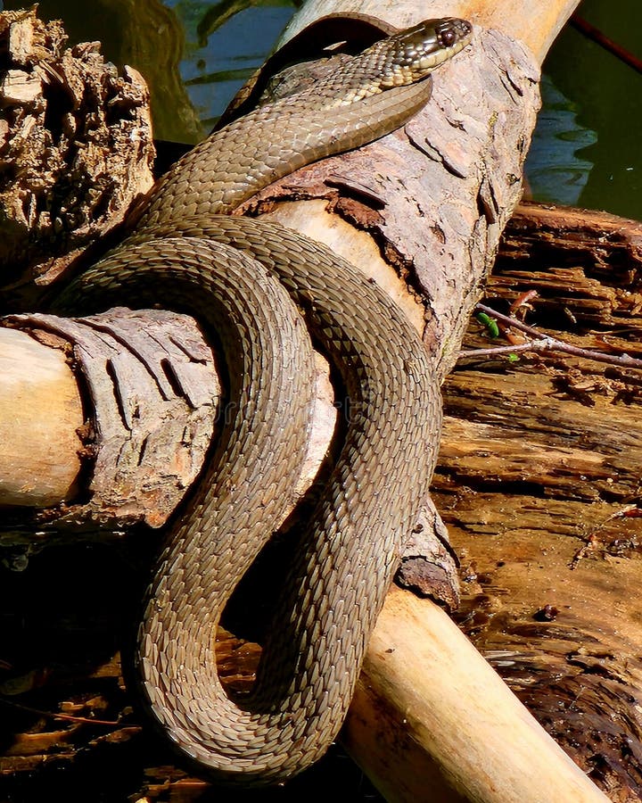 Queen Snake Nature Art Abstract Scenic Stock Image - Image of snake ...