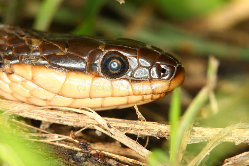 Queen Snake (Regina Septemvittata) Stock Image - Image of herp ...
