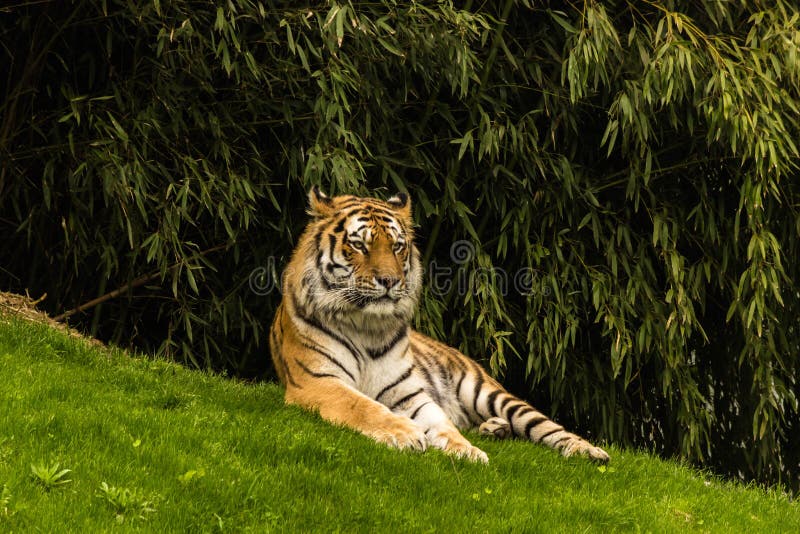 The Queen stock photo. Image of wildlife, queen, control - 82612020