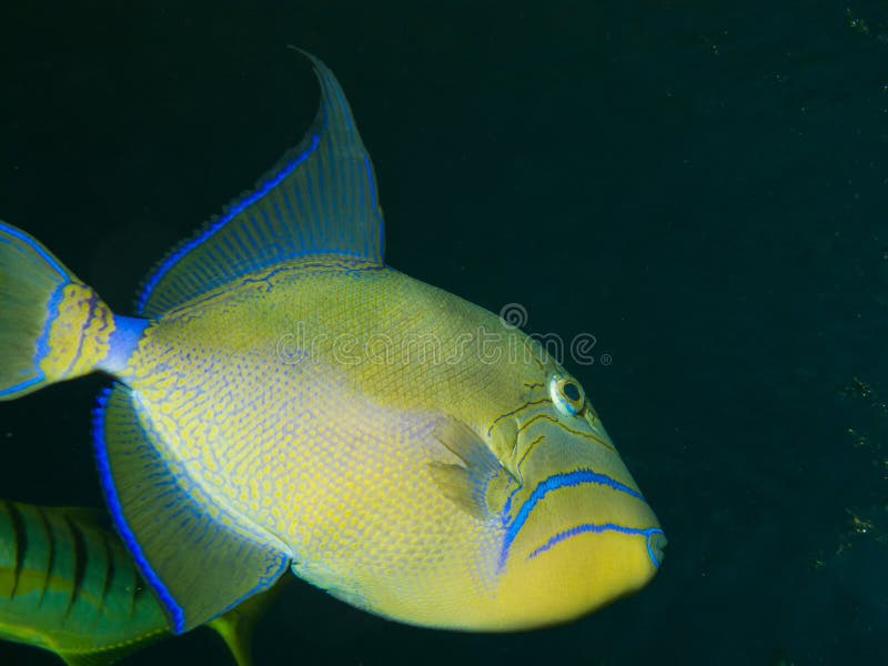 Queen triggerfish stock photo. Image of fauna, marine - 23785868