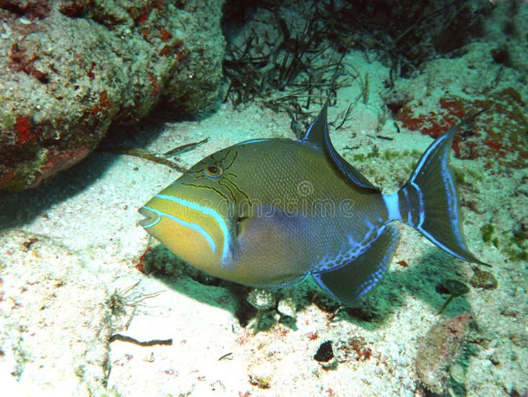 Queen triggerfish stock photo. Image of triggerfish, carribean - 9658052