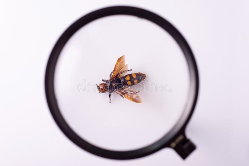 Insect Under Magnifying Glass Stock Photos - Free & Royalty-Free Stock ...