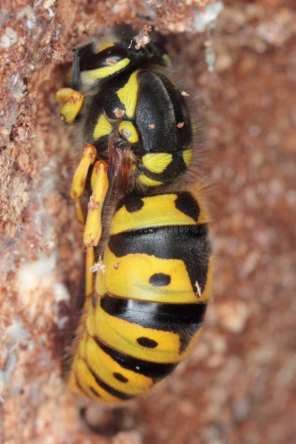 A Queen Wasp (Vespula Vulgaris) Overwintering. Stock Photo - Image of ...