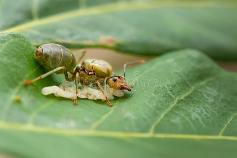 Queen Weaver Ant with Her Eggs on Longan Leaf Stock Image - Image of ...