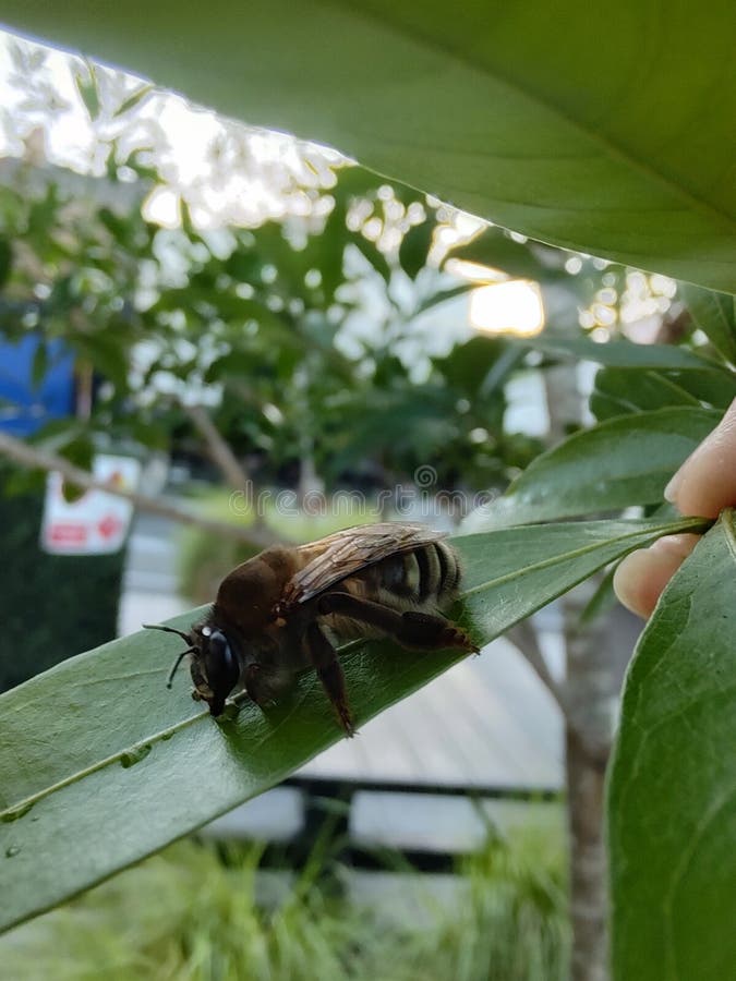 Queenbee, Nature, Bee, Bees, Green Stock Image - Image of nature, queenbee: 381200361