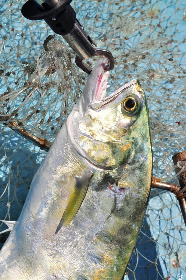 Queenfish in the Hook Anf Fishing Net Stock Photo - Image of croaker ...