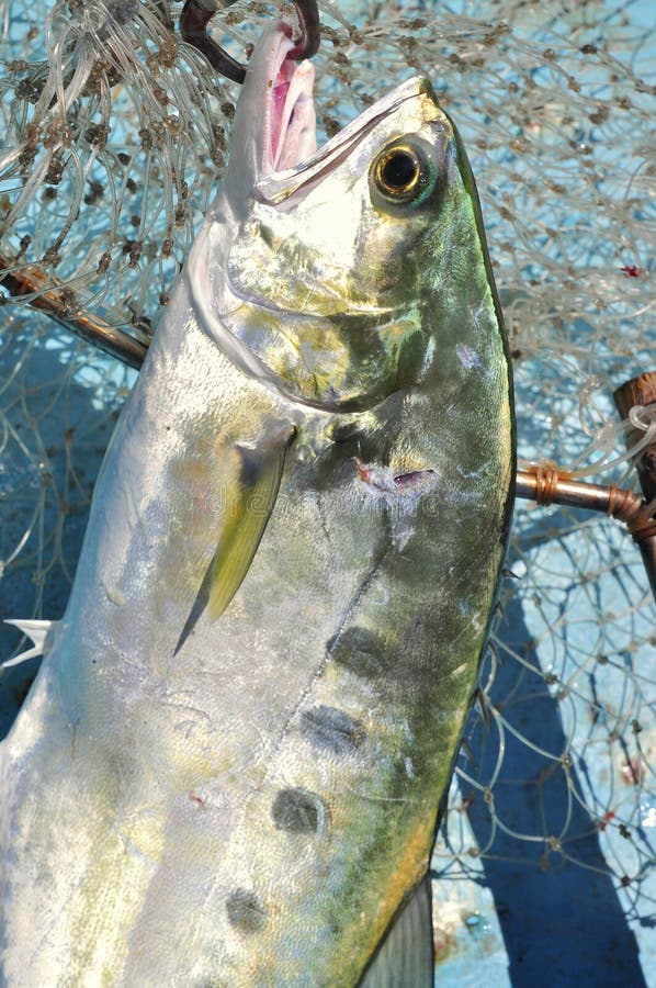 Queenfish in the Hook Anf Fishing Net Stock Image - Image of bass ...