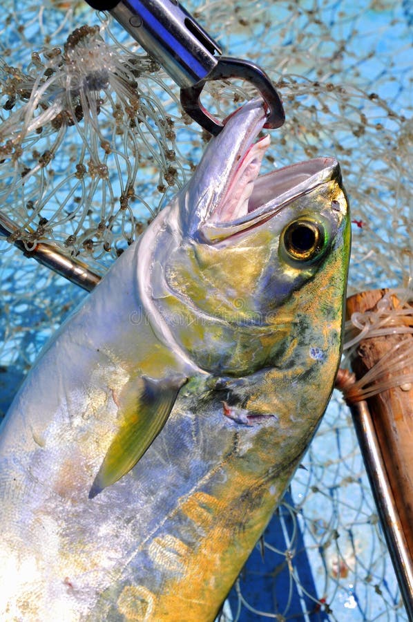 Queenfish in the Hook and Fishing Net Stock Photo - Image of catch ...