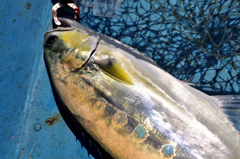 Queenfish in the Hook and Fishing Net Stock Image - Image of commercial ...