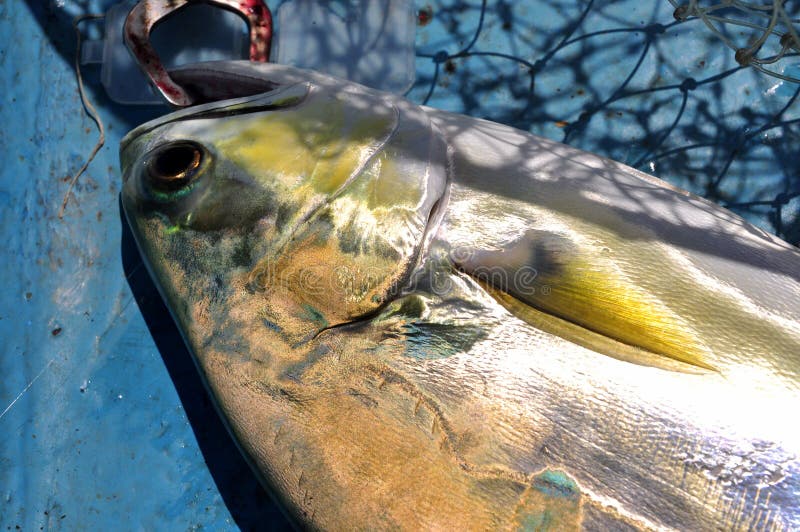 Queenfish in the Hook and Fishing Net Stock Photo - Image of marine ...